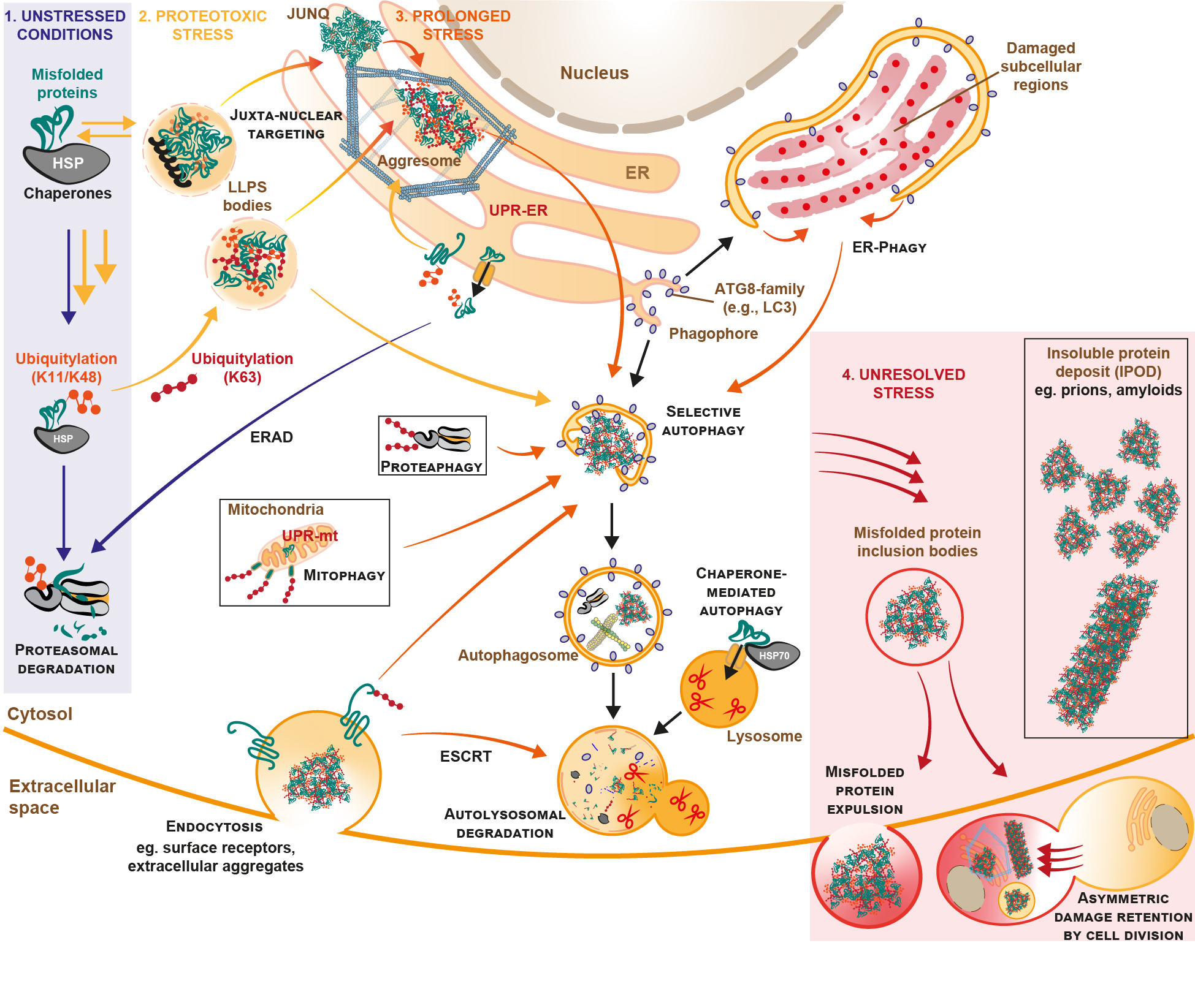 Decoding ubiquitin chain signals in physiologic and stressed states ...